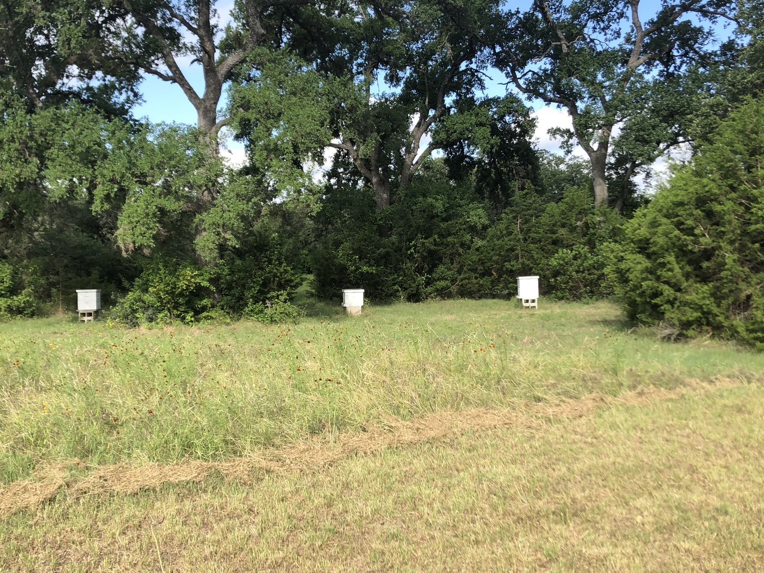 Texas Beekeeping 101