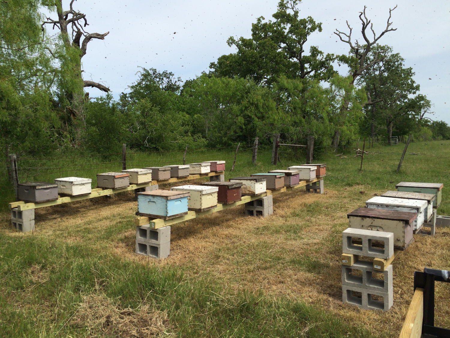 Texas Beekeeping 101