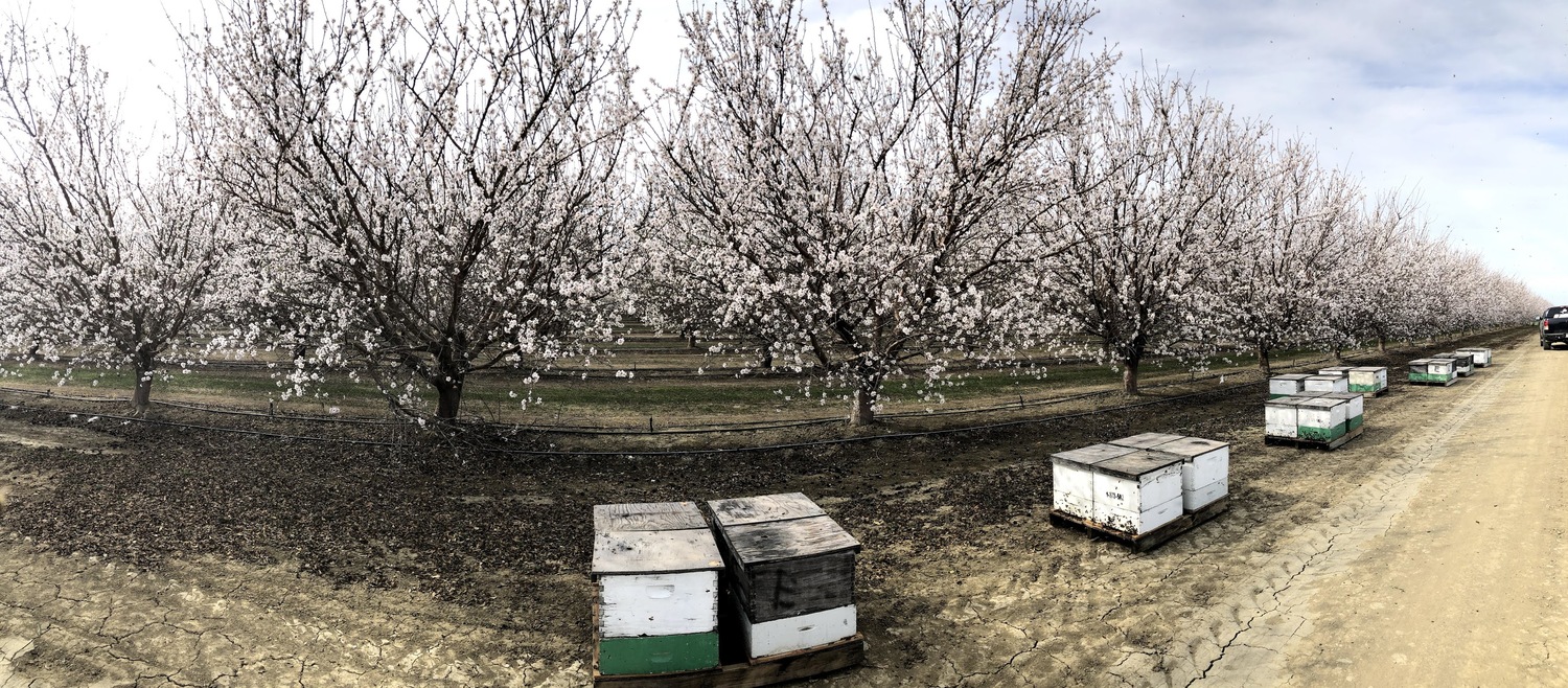 Texas Beekeeping 101