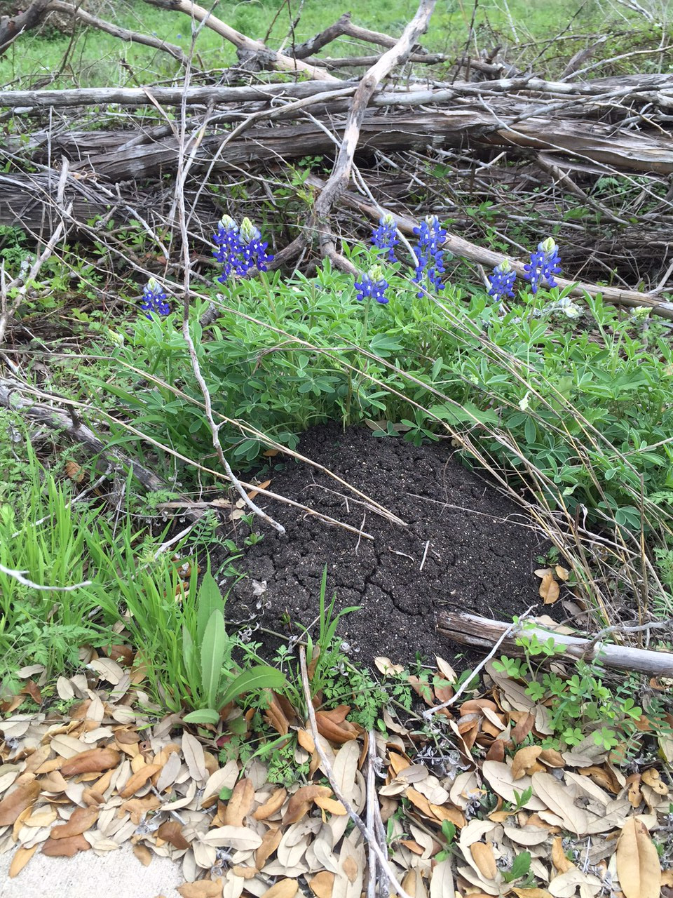 Texas Beekeeping 101